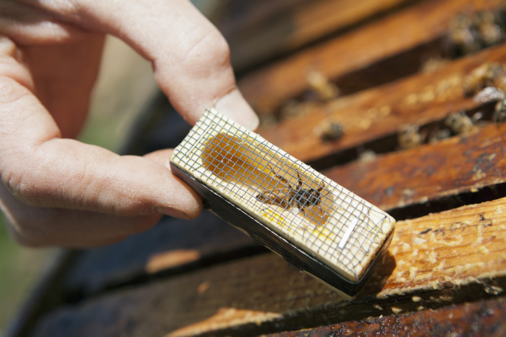 Where to Buy Bees? – Find Honeybees Near You for Sale